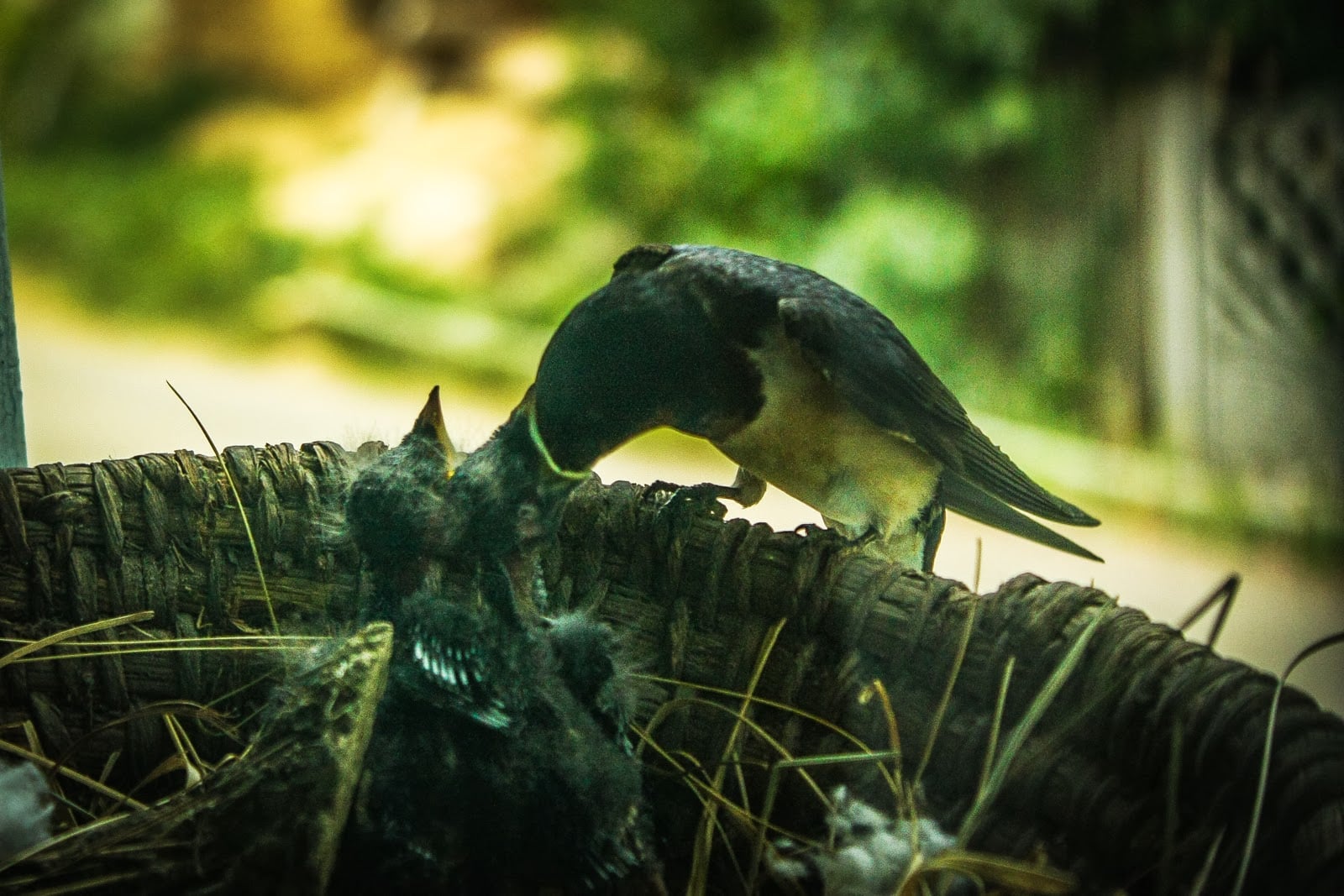 Viața satului Bigăr – Cuib de rândunele